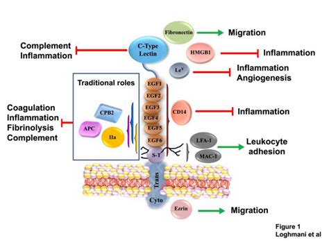Thrombomodulin Old Protein With New Functions And Hope Centre For