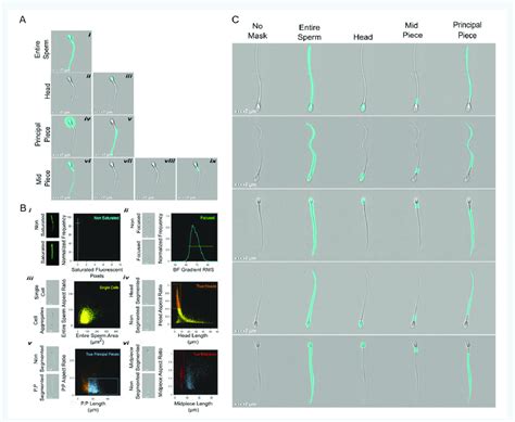 sperm segmentation and population selection procedures a steps used