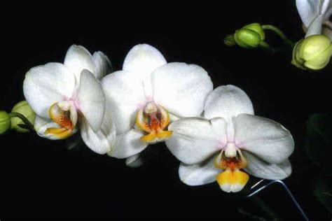 Small Orchid Group2 Object Detection Dataset And Pre Trained Model By