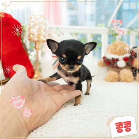 치와와 Chihuahua 마이멍