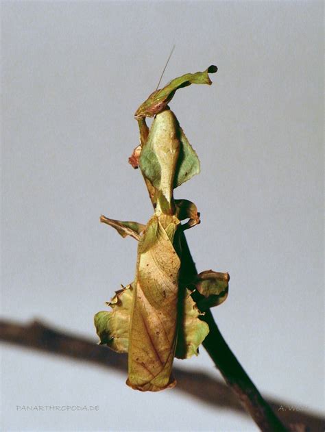 Phyllocrania Paradoxa Alchetron The Free Social Encyclopedia