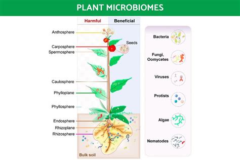 Types Of Microbiome Definition And Examples