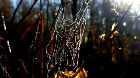 Бусы от природы Утренняя роса на паутине Капельки воды Паутина и роса Бабье лето🕸 Youtube