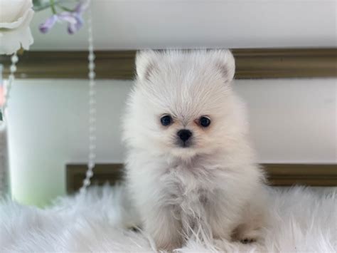 포메라니안 핑구 티컵말티푸분양하는곳 티컵푸들분양하는곳 티컵강아지분양하는곳 화이트비숑프리제분양 화이트포메라니안분양 화이트말티즈분양 화이트말티푸분양 화이트푸들분양 화이트