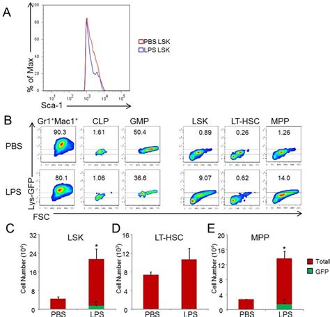 Figure 3 3 From Functional Role Of The Tlr4 Signaling Pathway In The Bone Marrow Response To
