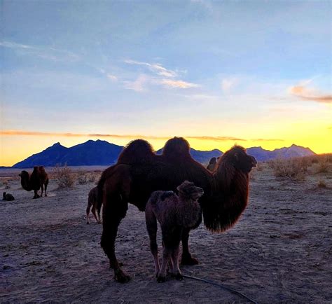 Говь Алтай Говь Алтай аймаг Цогт сум Ээж хайрхан уул Говийн хавар 🐫 ️ Photo П Цэндмаа