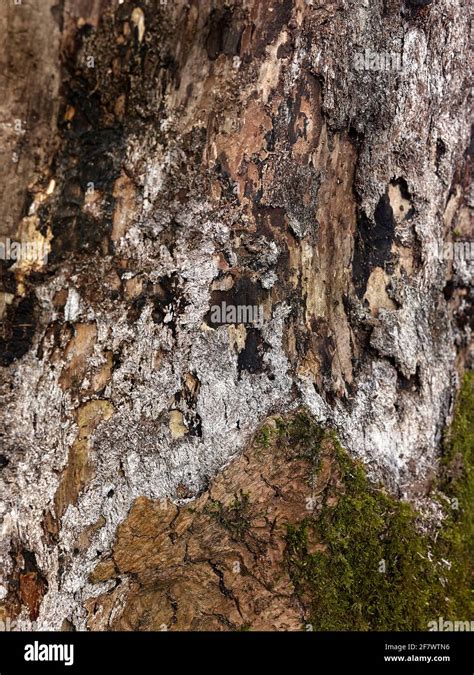 Very Close Up And Interesting Natural Patterns And Textures On The Trunk Of Trees Natural
