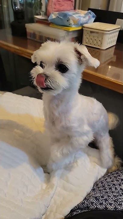 말티즈 간식을 먹기 위한 자세~ Youtube