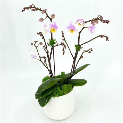 Mini Phalaenopsis Orchid Pink