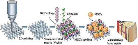 多糖水凝胶促骨修复临床进展的研究