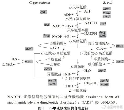 闵伟红教授等：谷氨酸棒杆菌和大肠杆菌生物合成l 甲硫氨酸的代谢工程甲硫氨酸代谢氨基酸新浪新闻
