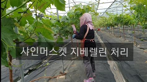 샤인머스켓 지베렐린 처리시 참고하세요 ~ Youtube