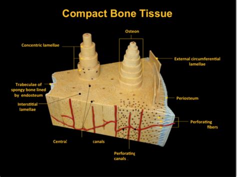 bone tissue model labeled lab lesson 6 the skeletal system