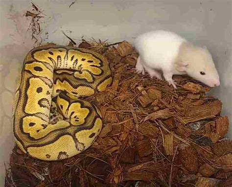 How Often To Feed Ball Pythons Feeding Chart Guide