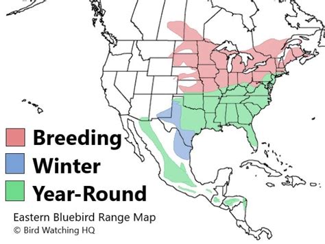 10 Most Common Birds In The Smoky Mountains 2025 Bird Watching Hq