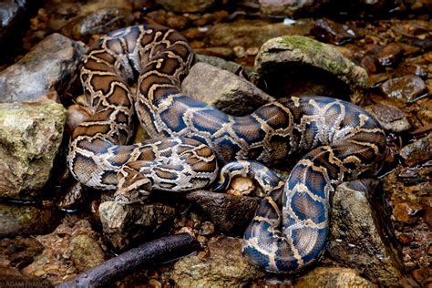 Burmese Python Python Bivitattus —