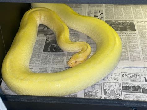 Pearl Granite Het Patternless Burmese Python By Barbee Doll House Of Burms