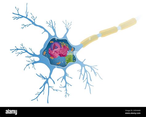 Multipolar Neuron Model