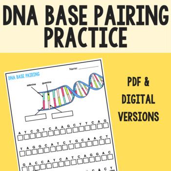 DNA Matching Base Pairs By Laney Lee Teachers Pay Teachers