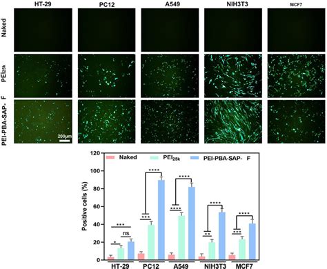 Transfection Into Different Cell Lines In Vitro Gene Transfection