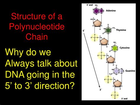 Ppt The Structures Of Dna And Rna Powerpoint Presentation Free