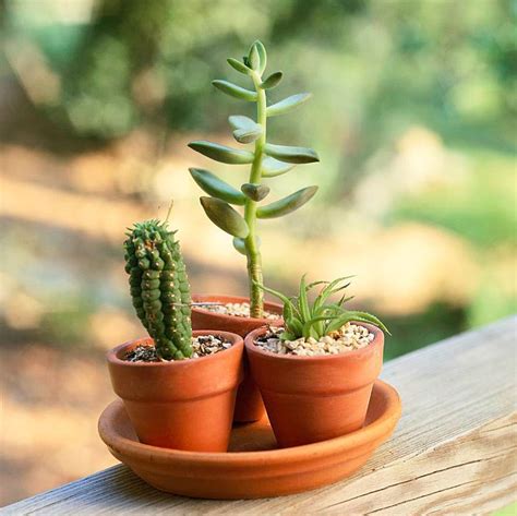 Potted Succulents