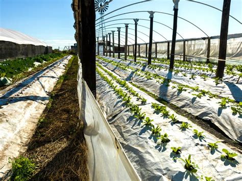 Organic Farming Growing In Greenhouse Stock Image Image Of Food