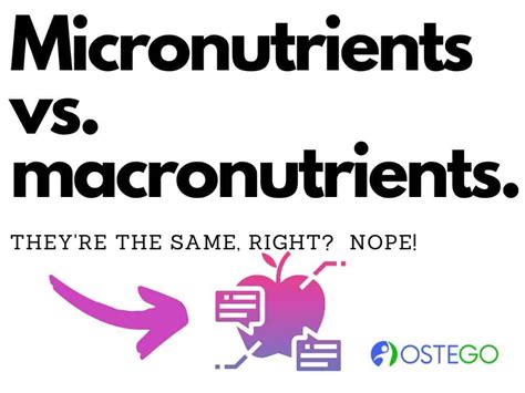 Macronutrients And Micronutrients Explained Ostego