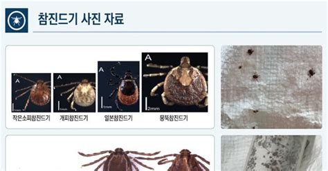 검역본부 Sfts 진드기 매개 인수공통감염병 대응 전략·체계 점검