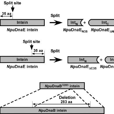 Sequence Comparison Between Npu DnaE And Ssp DnaE A Sequence Download Scientific Diagram