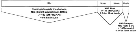 Schematic Diagram Of Muscle Incubation Protocol Khb Krebs Henseleit Download Scientific