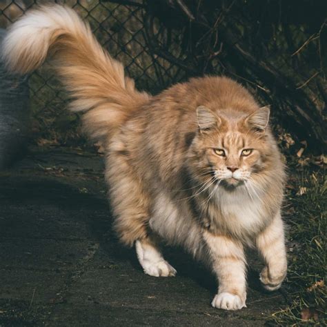 Tobi