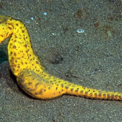 Colorful Real Seahorse