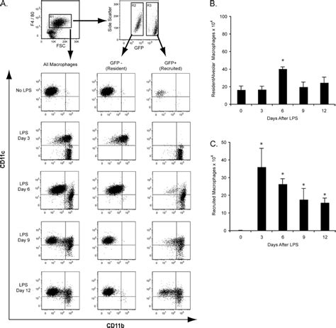 Differential Expression Of Cd11b And Cd11c Distinguishes Resident And Download Scientific