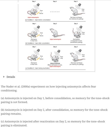 Chapter 7 Encoding Retreival Consolidation Part 4 Flashcards Quizlet