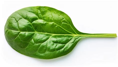 Green Spinach Leaf Isolated On White Premium Ai Generated Image