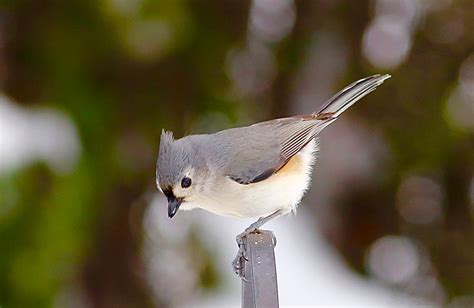 1544x1004 Titmouse Desktop Wallpaper Coolwallpapers Me