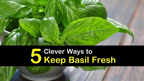 Clever Ways To Keep Basil Fresh