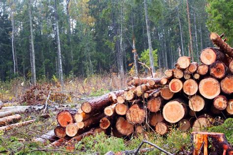Stacks Of Logs Birch Stock Image Image Of Forest Freshlycut 181412333