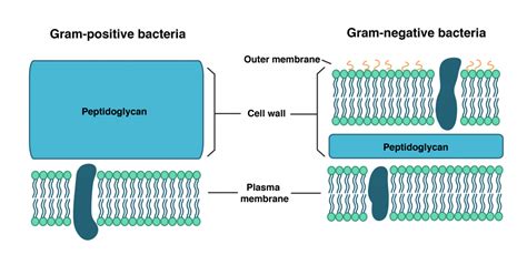 Bacterial Cell Wall Structure Composition And Types Online Biology