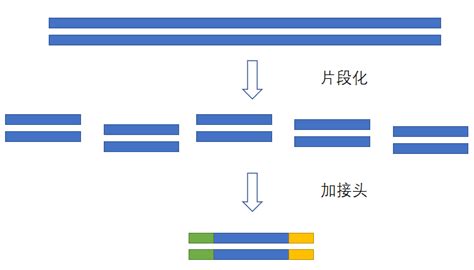 Ngs专题 聊一聊bgi和illumina测序平台的差异武汉爱基百客生物科技有限公司