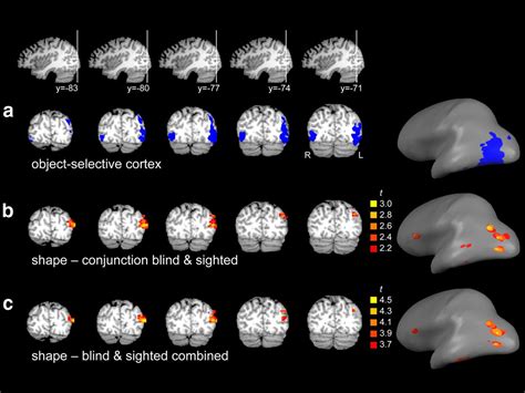 nonvisual and visual object shape representations in occipitotemporal