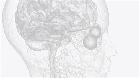 Premium Photo The Trochlear Nerve Is The Fourth Cranial Nerve Cn Iv And One Of The Ocular