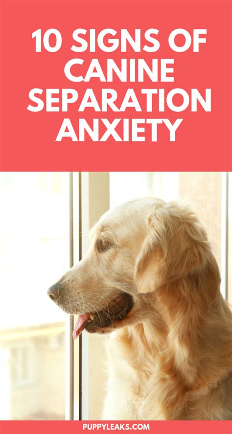 10 Symptoms Of Separation Anxiety In Dogs Puppy Leaks
