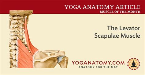 The Levator Scapulae Muscle Scapula Muscle Yoga Anatomy