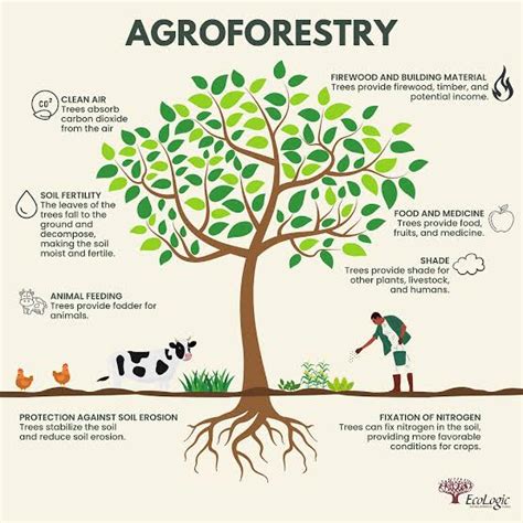 Agroforestry And Reforestation Strategies Classnotes Ng