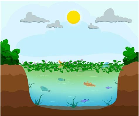 Eutrophication Nutrient Overload In Water Causing Algal Overgrowth Oxygen Depletion And