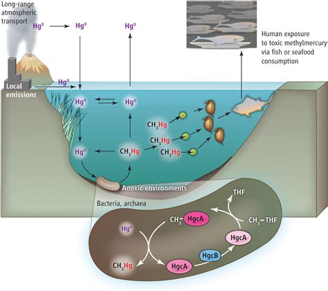 Cracking The Mercury Methylation Code Science