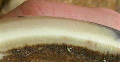 White Line Separation