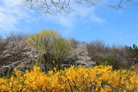 개나리 이미지 찾아보기 1304 스톡 사진 벡터 및 비디오 Adobe Stock